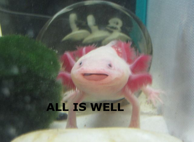 Funny Axolotl Memes