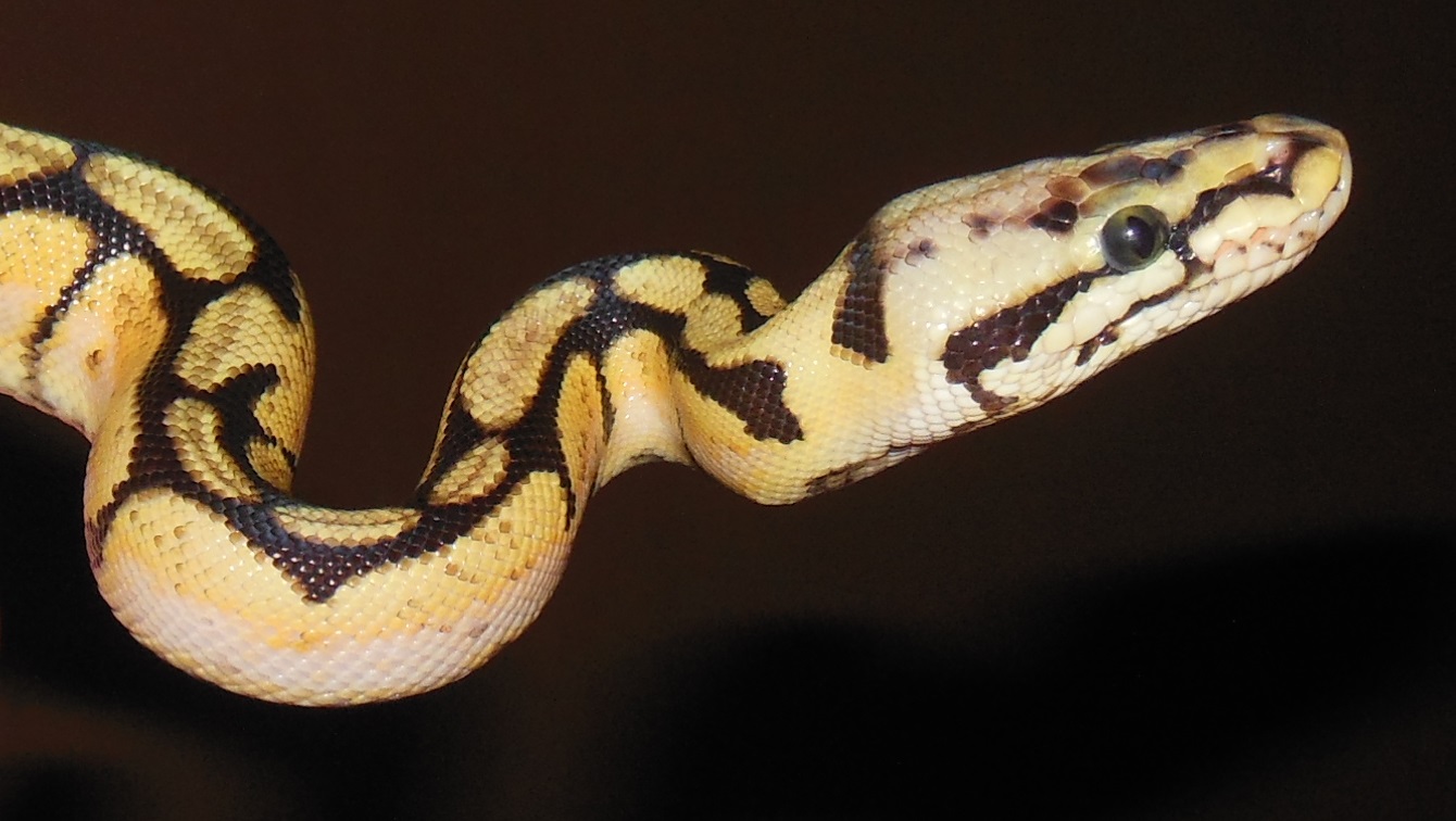 Here, have a snake with hat and mustache